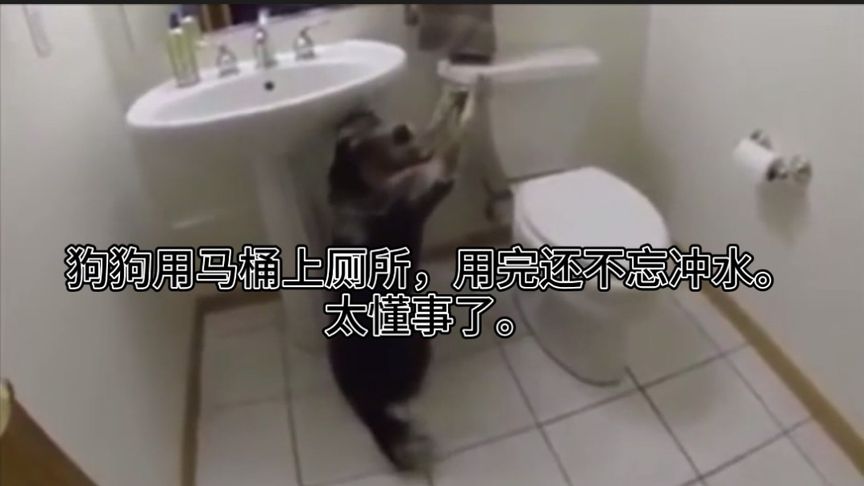 狗狗用马桶上厕所,用完还不忘冲水。太懂事了。