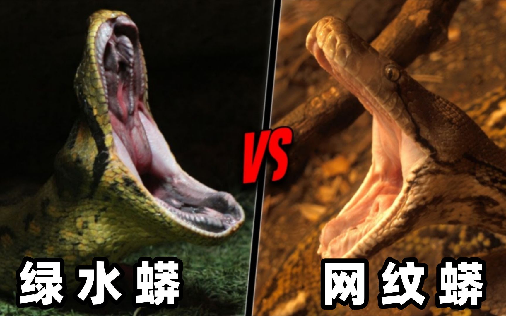 森蚺vs网纹蟒,当美洲豹杀手遇到老虎克星,谁会笑到最后呢?