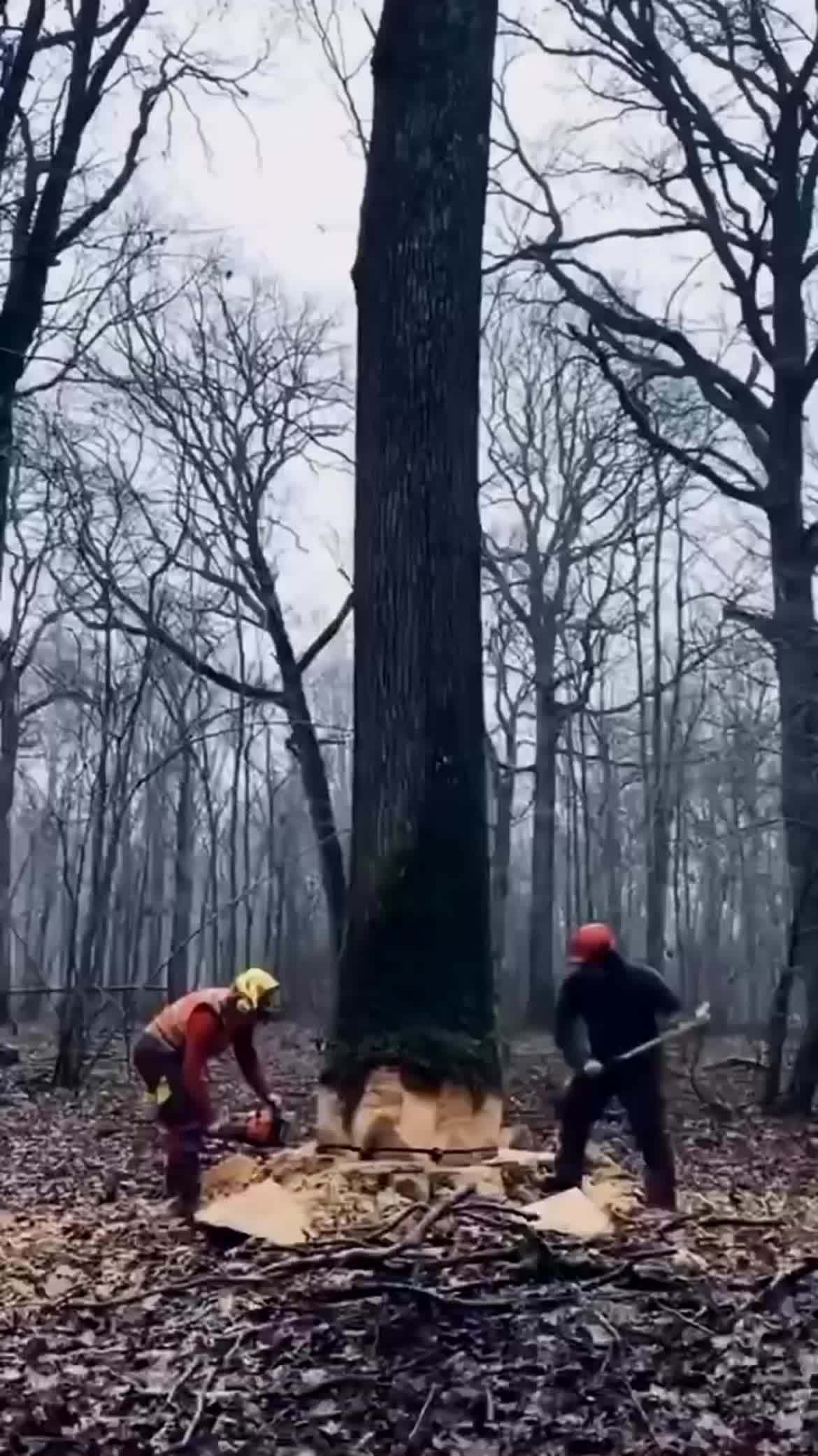 一起看看国外砍树跟我们国内有什么不一样?