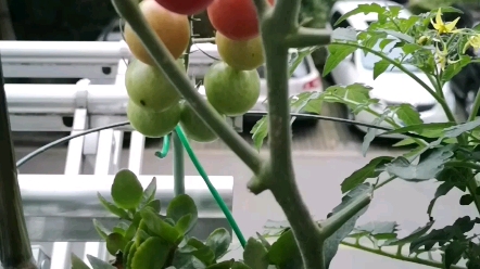 阳台党番茄种植之单杆和双杆的对比,么么哒