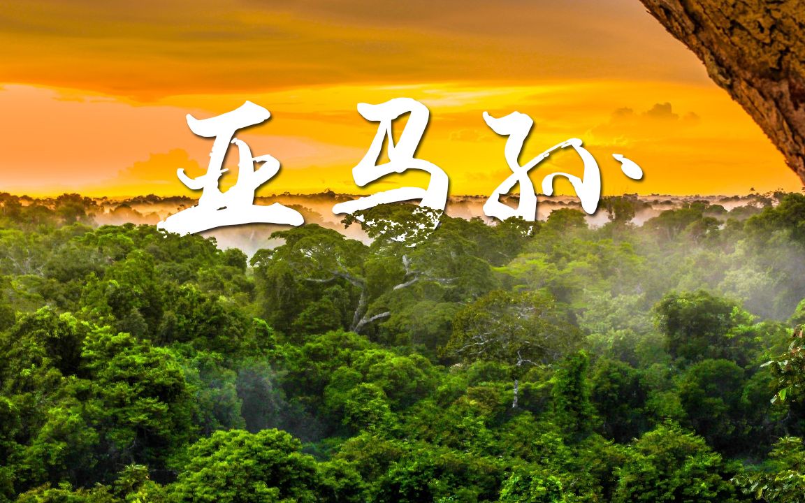 “地球之肺”亚马孙热带雨林大火三周,心疼这个世界动植物王国