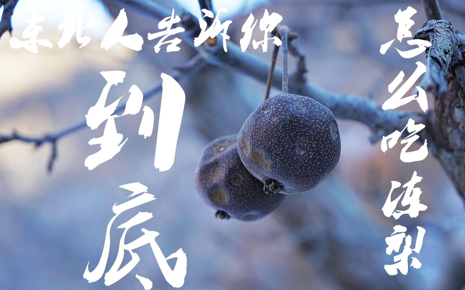 【教程?】东北人告诉你,到底怎么吃冻梨!