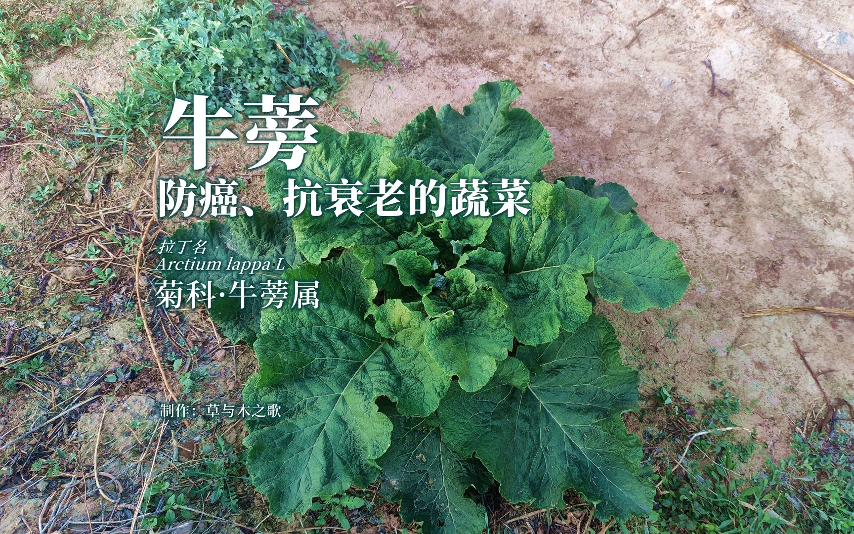 牛蒡——防癌、抗衰老的蔬菜