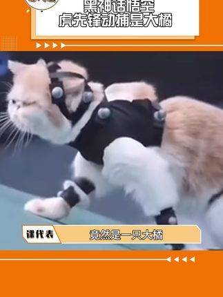 #黑神话悟空虎先锋动捕是大橘 这只橘猫故宫里有编制的 御前带膘...