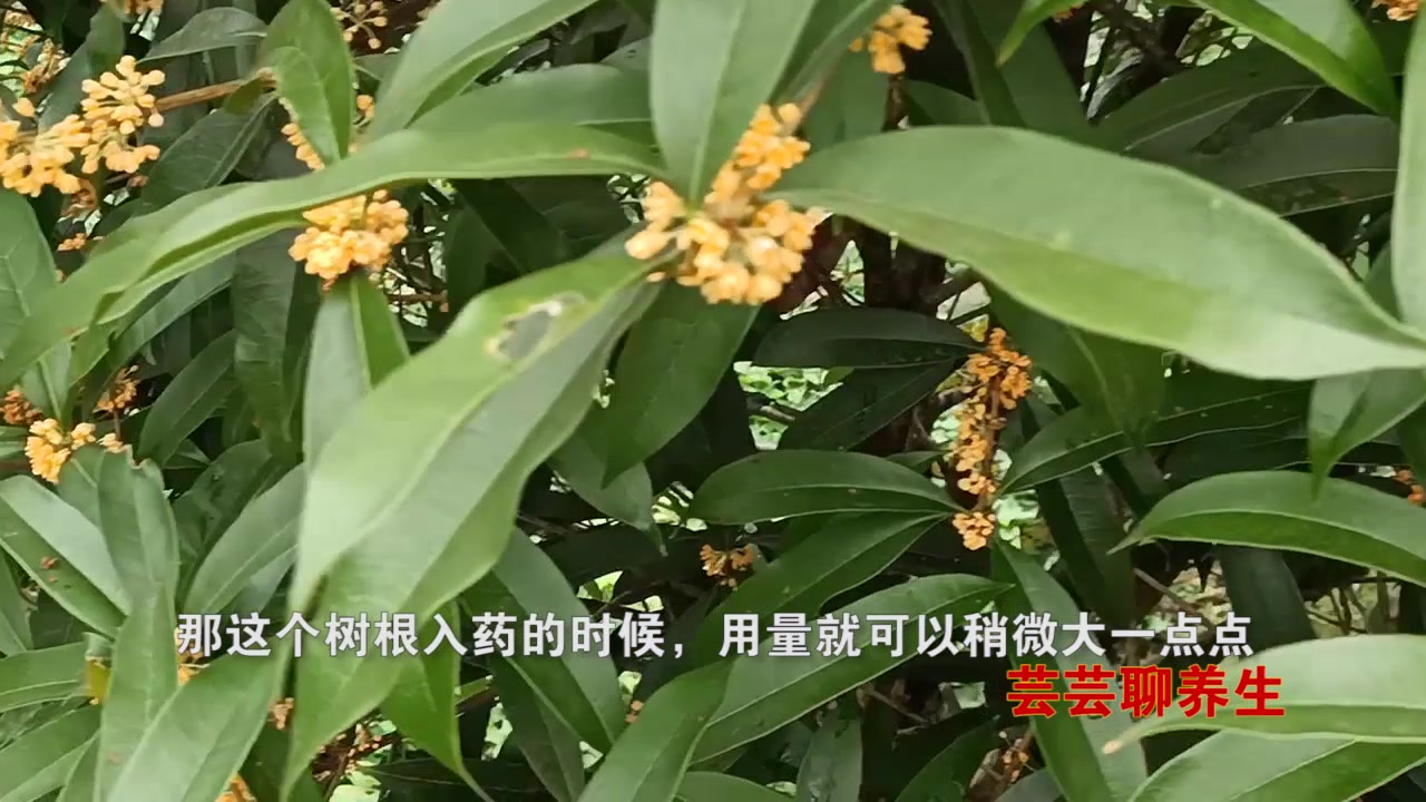 十月桂花遍地开,桂花以茶入药时,可散寒破结、化痰止咳