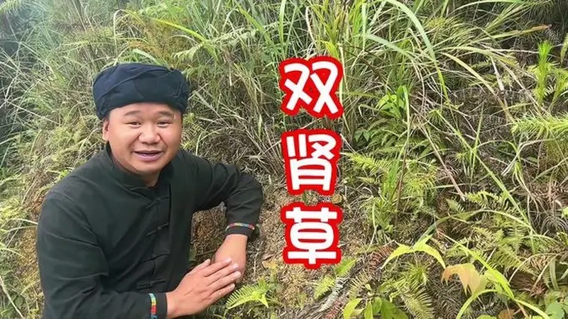双肾草～小小植物作用大,有多少朋友认识的?