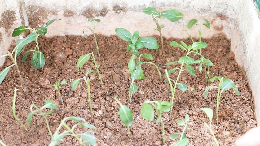 养护长春花,幼苗经过摘心后,同时要进行水肥管理