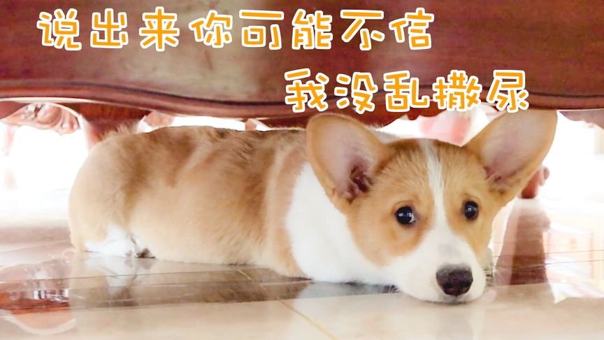 小柯基:“不乱撒尿的狗狗不是好狗狗!”