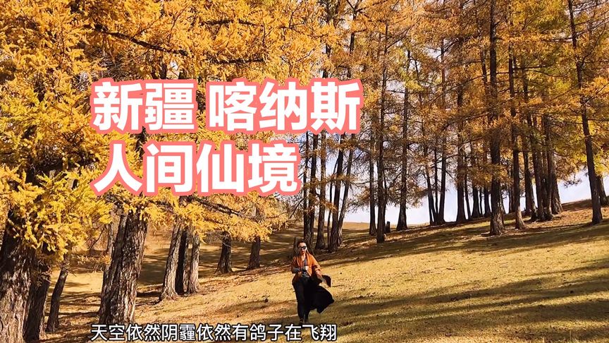 新疆之行,人间仙境。喀纳斯的白桦林,犹如在油画般梦境。