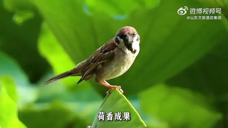 ...山东文旅酒店集团 礼住济南佳悦酒店Add:济南市槐荫区经十路23377号