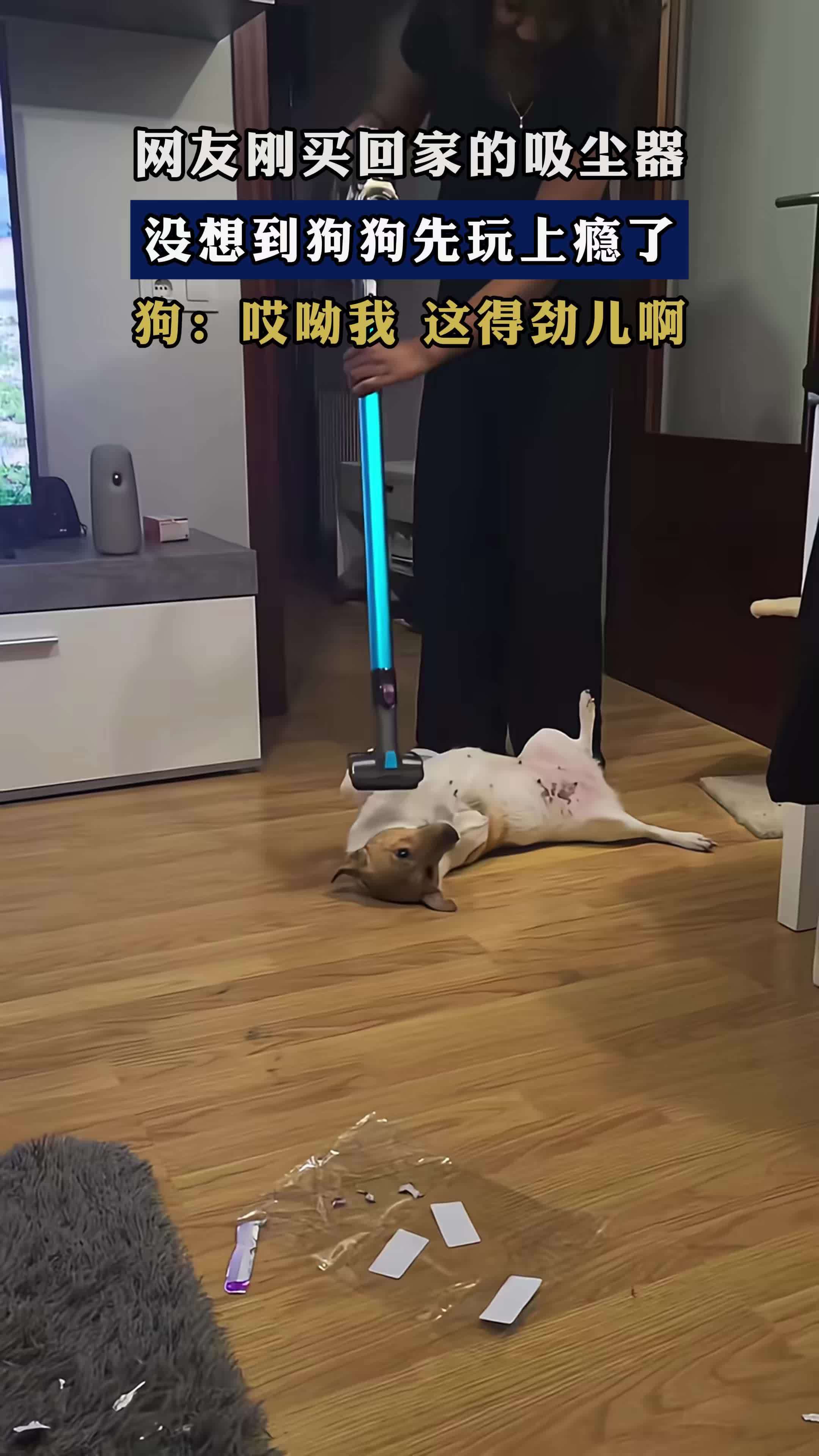 网友刚买回家的吸尘器,没想到狗狗先玩上瘾了