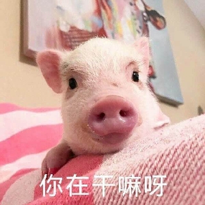 琼说跨境 