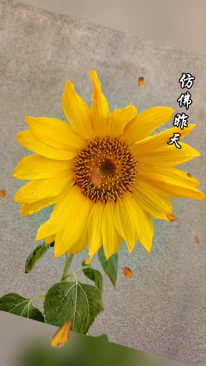 学生:语默老师,超级开心地说“我书法比赛获得了一等奖,我的画也获得...