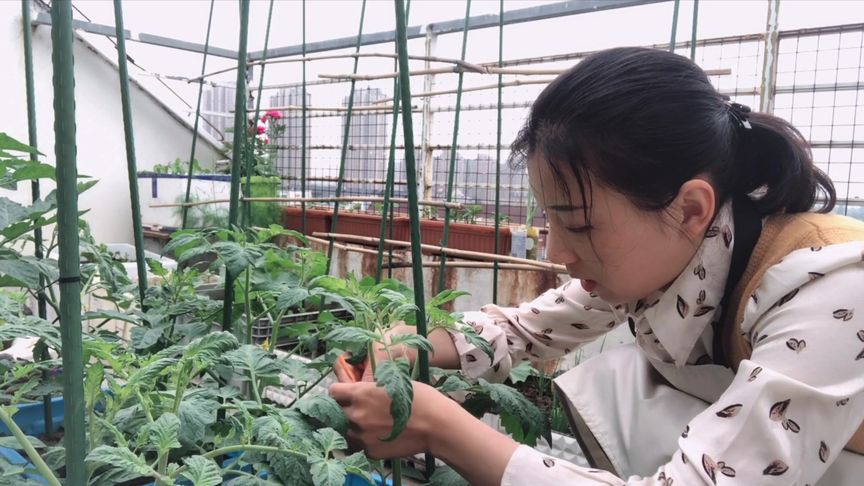 阳台种的大小番茄、草莓都开花了,要想收获满满,打杈修剪很关键
