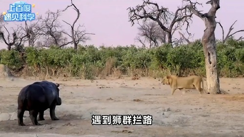 动物科学,河马正寻找水源,却被狮群拦住去路