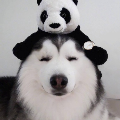 墨了个影 