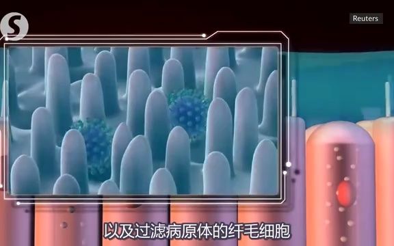 动画演示新冠病毒如何感染细胞