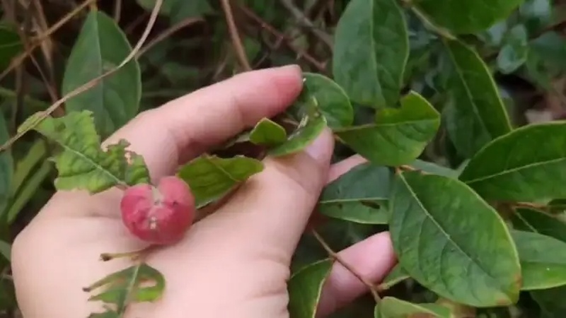 湖南发现一株百年算盘子