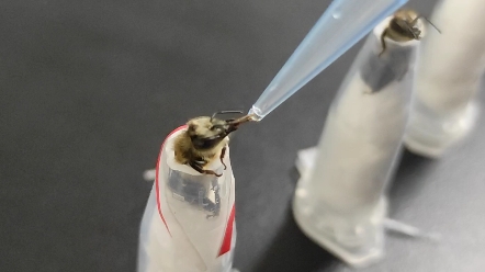 蜜蜂伸吻反应实验