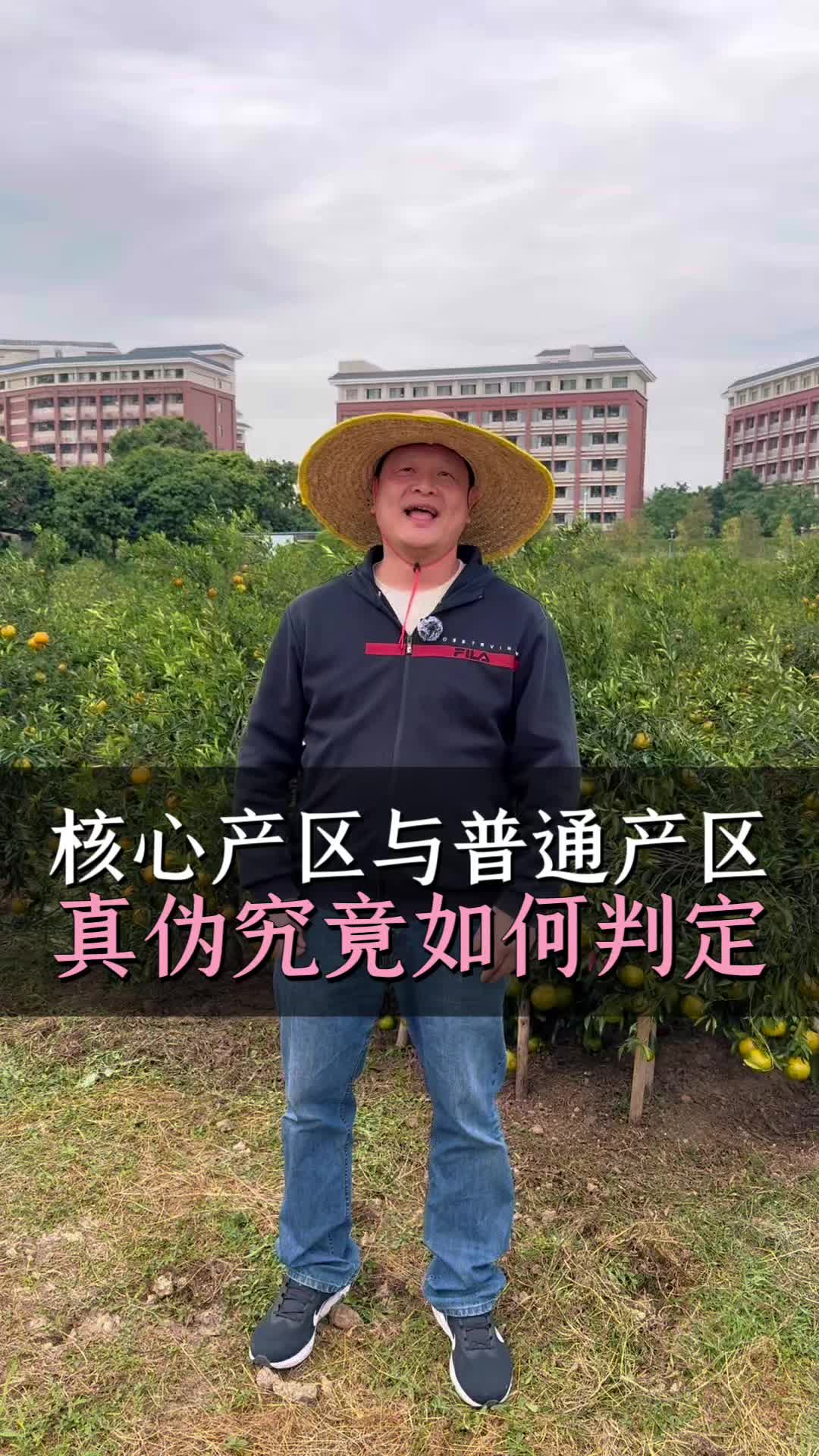 核心产区的新会陈皮真伪如何区别。#新会柑 #新会陈皮 #核心产区 #...