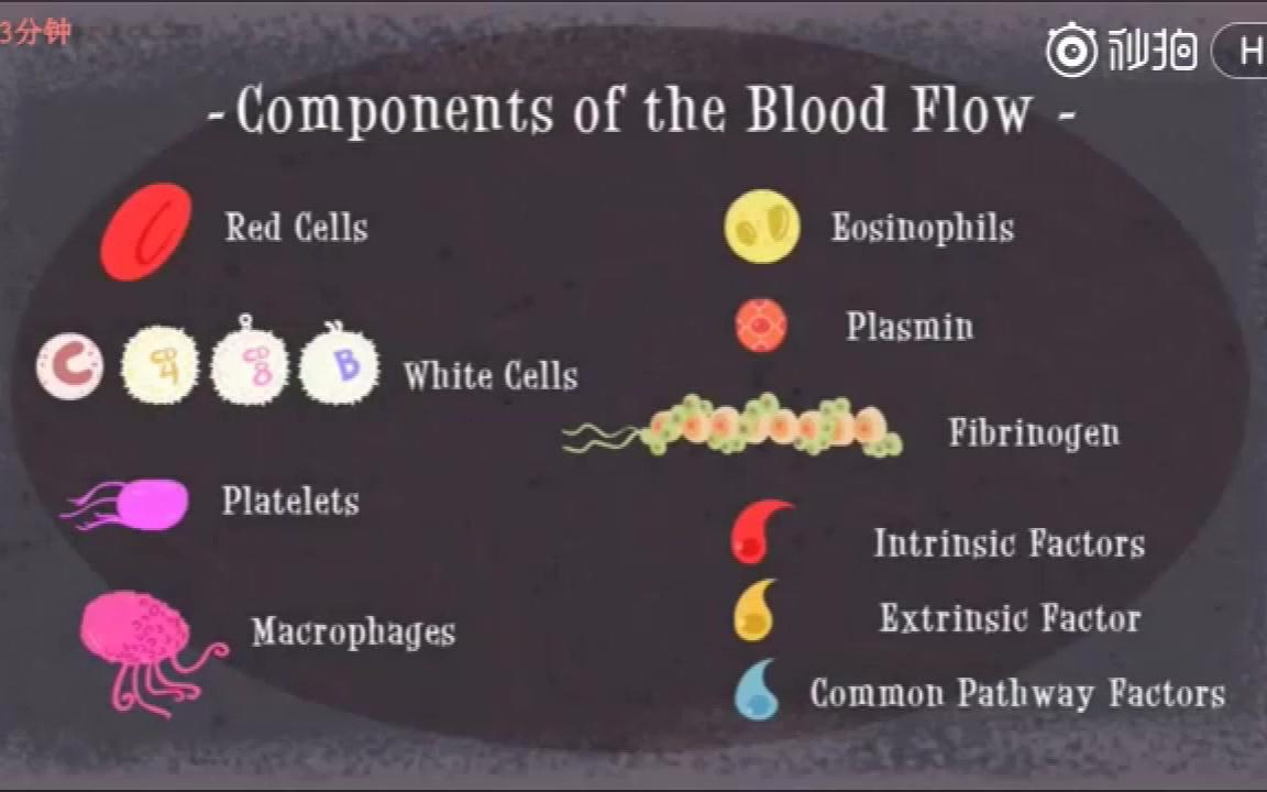 【搬运科普小视频】止血、凝血和纤维蛋白溶解+有字幕
