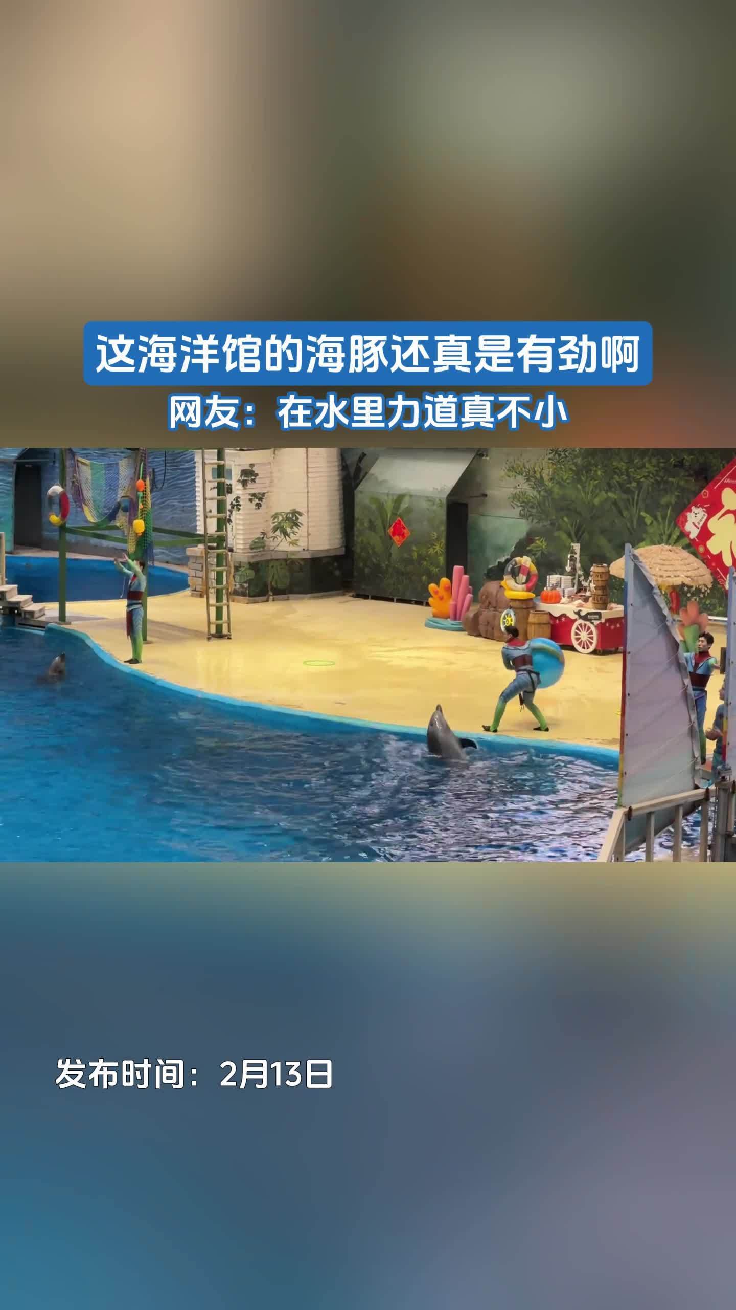 这海洋馆的海豚还真是有劲啊