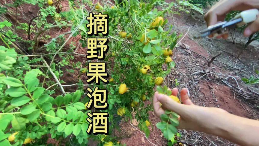 刺梨红了摘回家给爷爷泡酒喝、也是治风湿的。明天去买酒