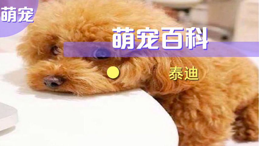 智商排名第二的狗狗,你养过吗