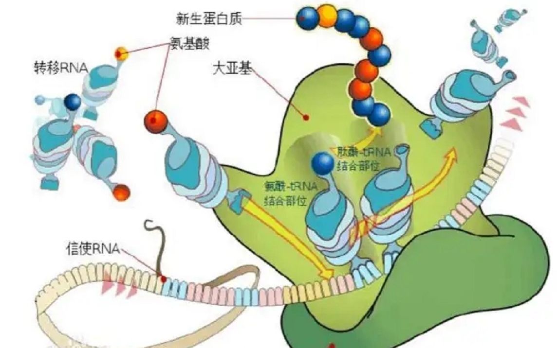 遗传信息控制生物的性状3-蛋白质的合成-高中生物线上课堂