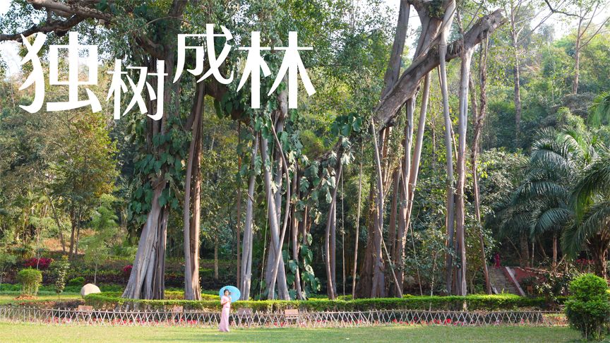 一棵树用一千年的时间长成一片林——云南西双版纳独木成林