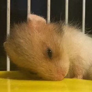 一只有节操的老鼠 