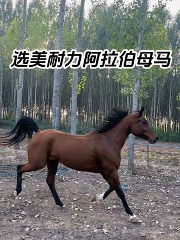 选美耐力阿拉伯母马 阿拉伯母马,八岁,肩高1.55左右,结构,步态,运动...