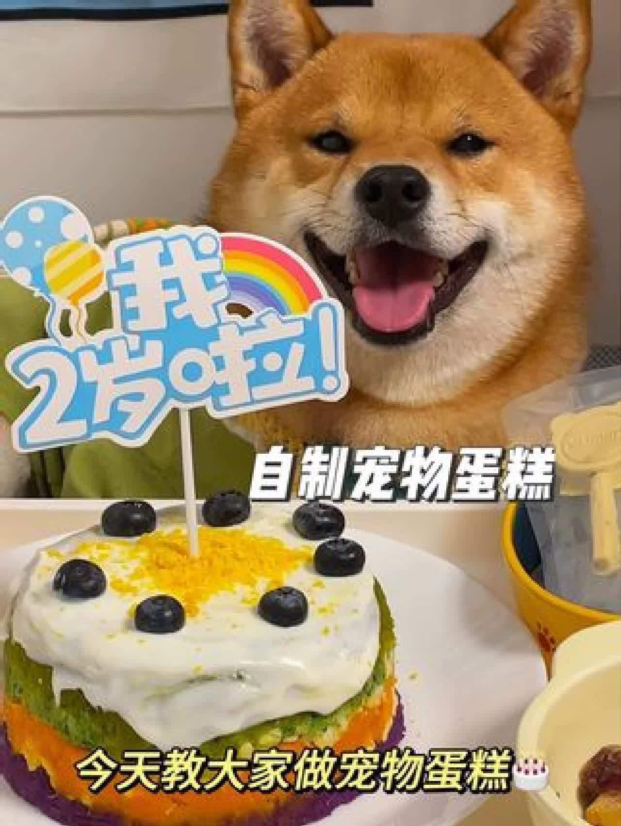 大家都在催的宠物蛋糕教程来啦 超级简单 有手就会 食材都是最常见的 ...