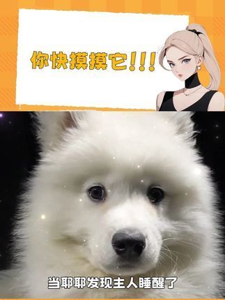 好了修勾 跟你的表妈说再见吧 #萌宠 #没人拒绝得了小狗狗 #狗狗 #...