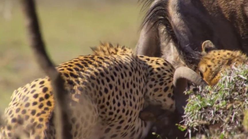 别看猎豹跑得快!其实副作用极其致命!一不小心就会毙命!