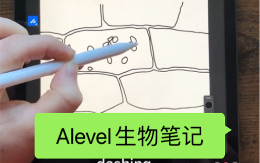 A-Level & GCSE生物:植物细胞手绘讲解。