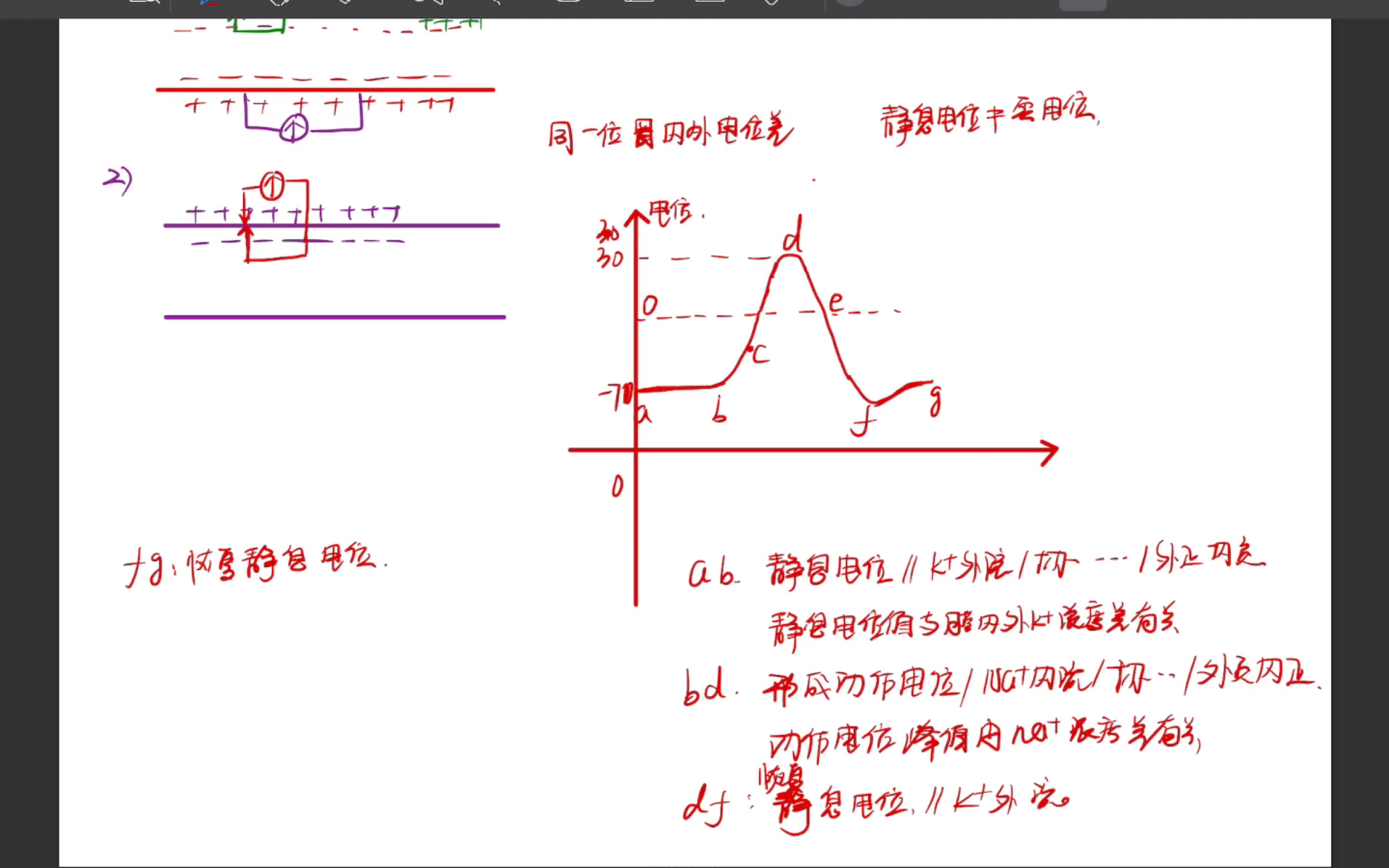 静息电位合动作电位的曲线图