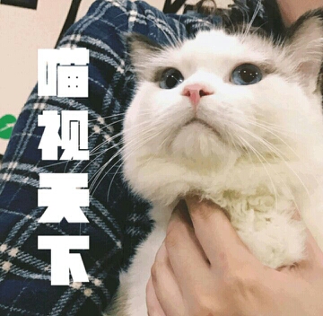 橙糖b 