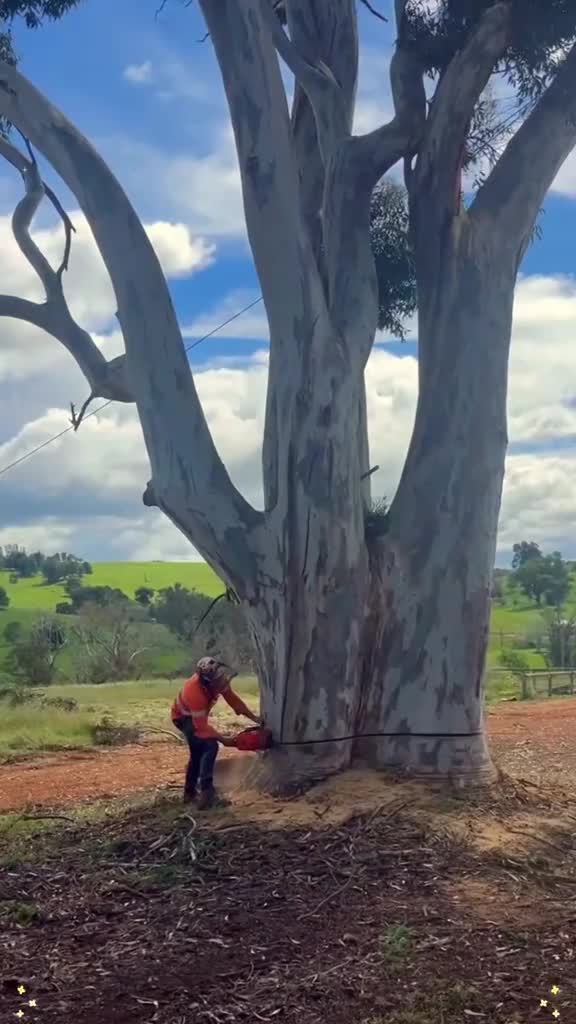 巨大枯树砍伐#树木砍伐 #伐木工的日常 #令人满意的视频 #ASMR