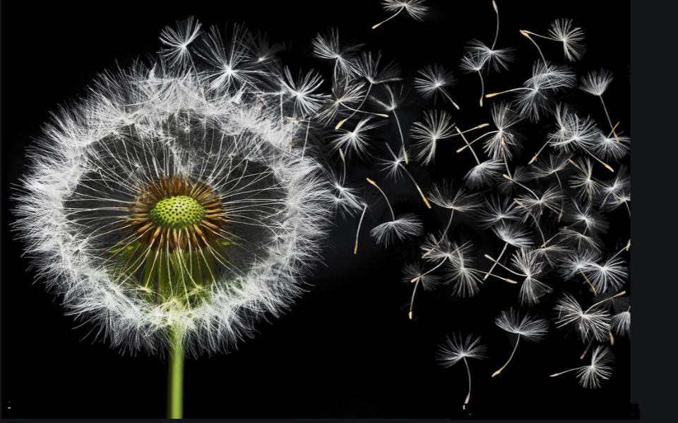 AE教程AE粒子特效教程 粒子教程 AE制作蒲公英 AE特效 AE