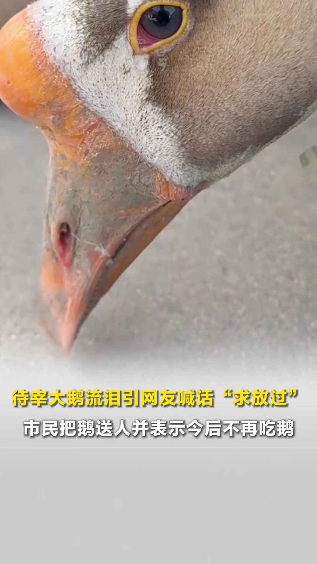 待宰大鹅流泪引网友喊话"求放过",专家:鹅的泪腺较发达,可能被异物...