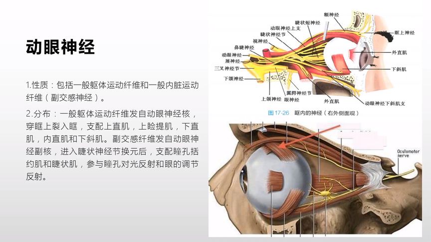 系统解剖学-周围神经系统之脑神经的动眼神经和滑车神经