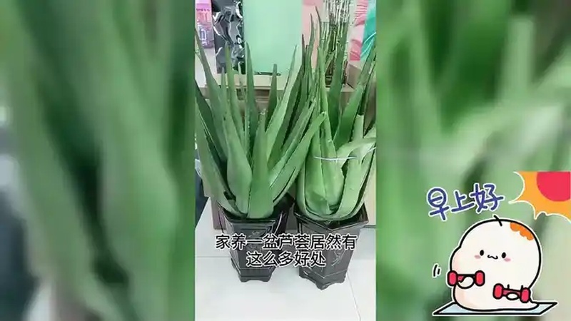 家养芦荟居然有这么多的好处,你知道吗