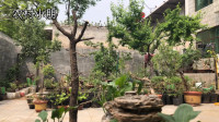 小朋用酸枣木再次制作衣架,经过道道工序,去皮后我不淡定了