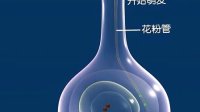 初中生物3D视频植物双受精过程