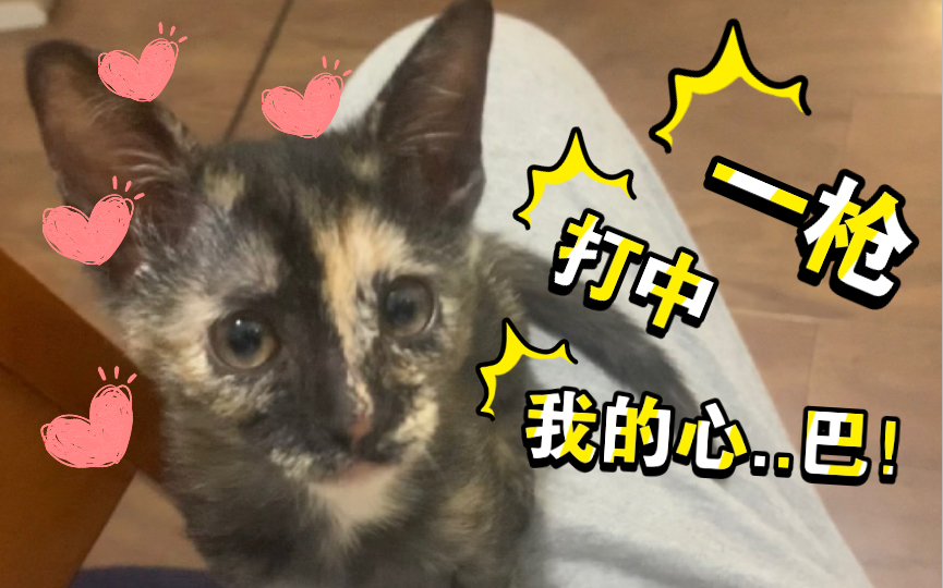 这就是被爱包围着的猫猫吗?