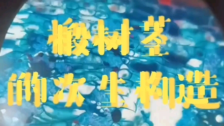 (植物的微观世界)永久制片实验观察:椴树茎的次生构造