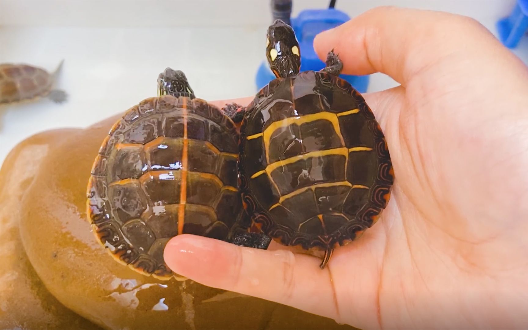 室外龟缸搭建起来了,一个缸里养了七八只龟,真是赏心悦目啊