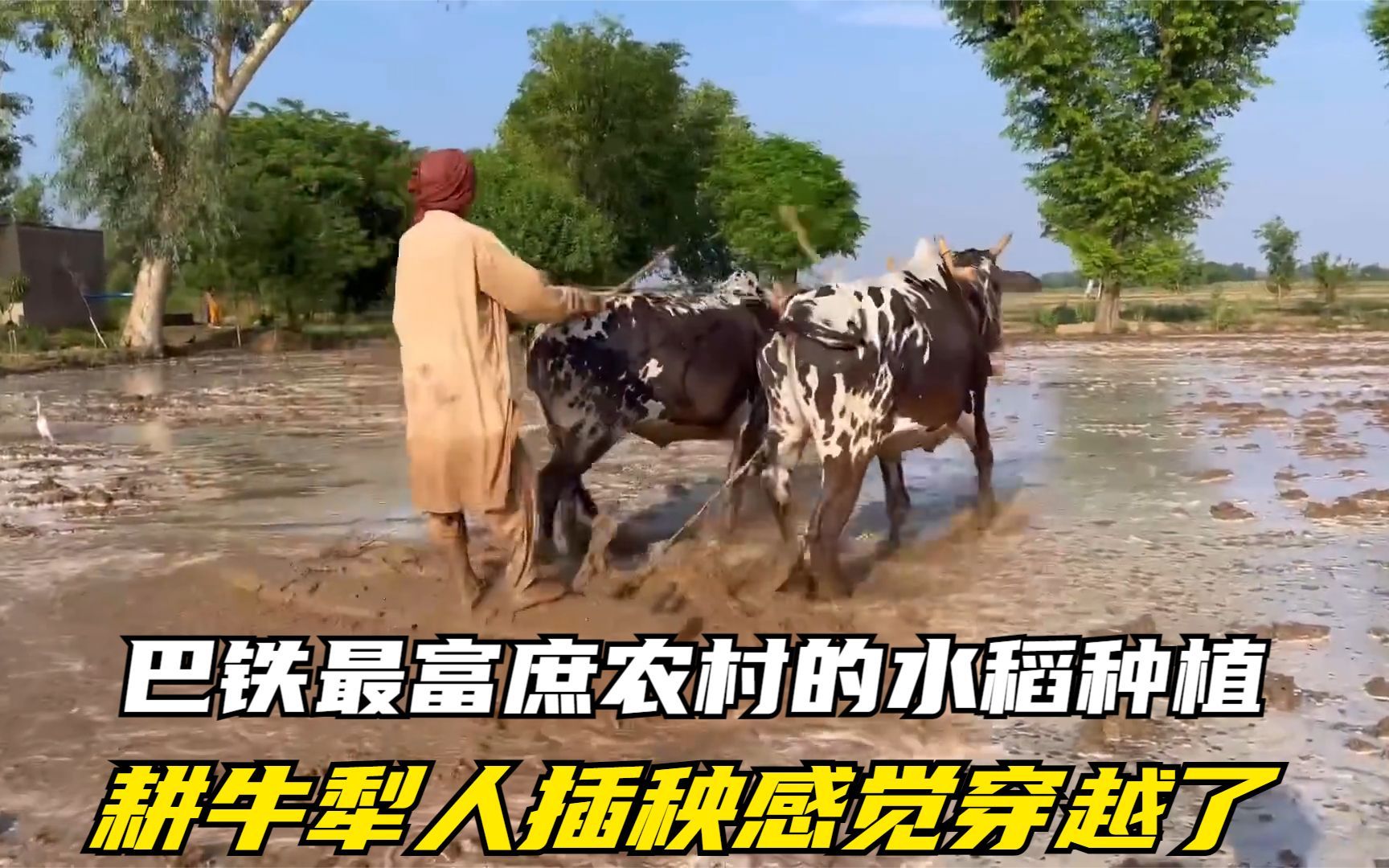 巴铁最富庶农村水稻种植这么原始,耕牛犁人插秧,感觉回到90年代