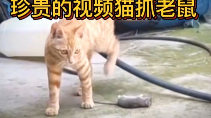 第一次见猫抓老鼠真实视频太珍贵